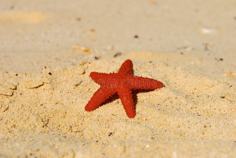 Bahamas beach and star stock image. Image of eleuthera - 14046997