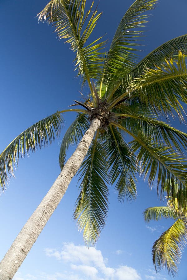Bahamas, Cable Beach stock photo. Image of landscape - 116613402