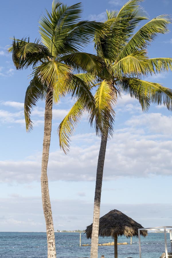 Bahamas, Cable Beach stock image. Image of paradise - 116613689
