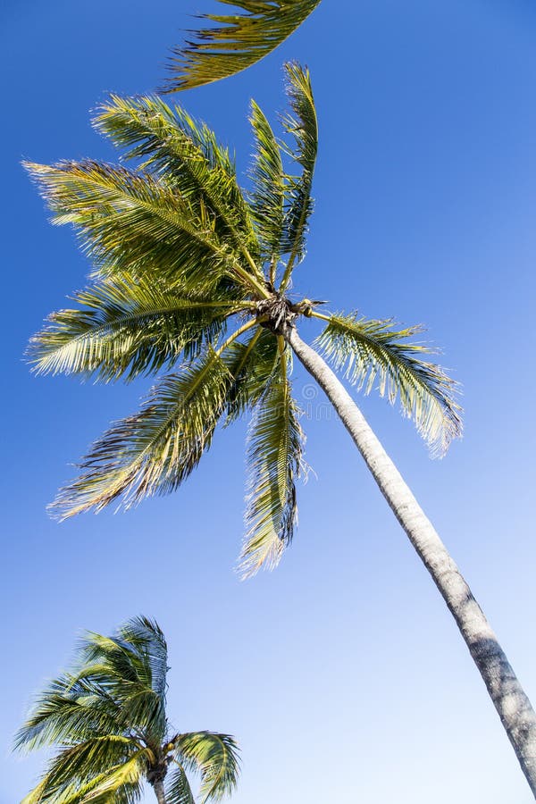Bahamas, Cable Beach stock image. Image of tourism, exotic - 116613585