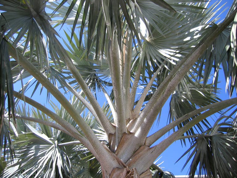 Bahamas Palm Tree Leaves stock photo. Image of line, trip - 808594