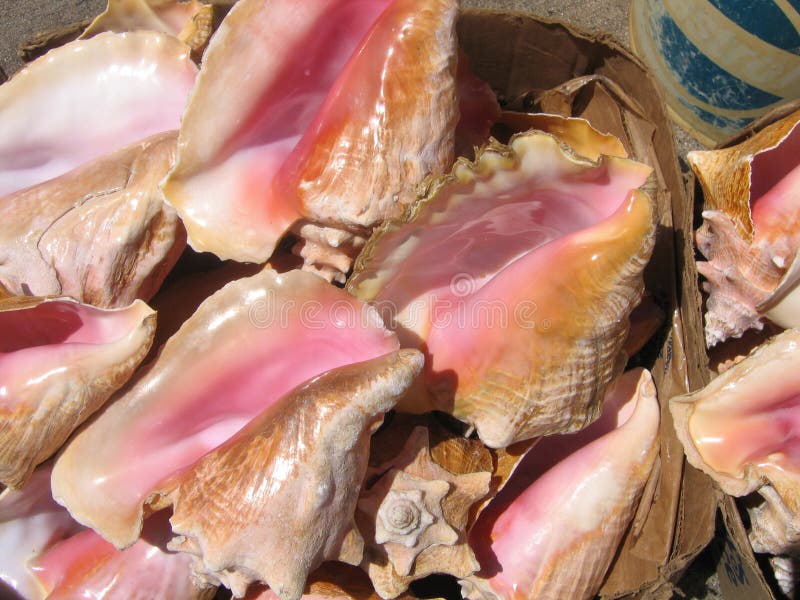 Bahamas sea shells stock photo. Image of tourist, bahamas - 808592