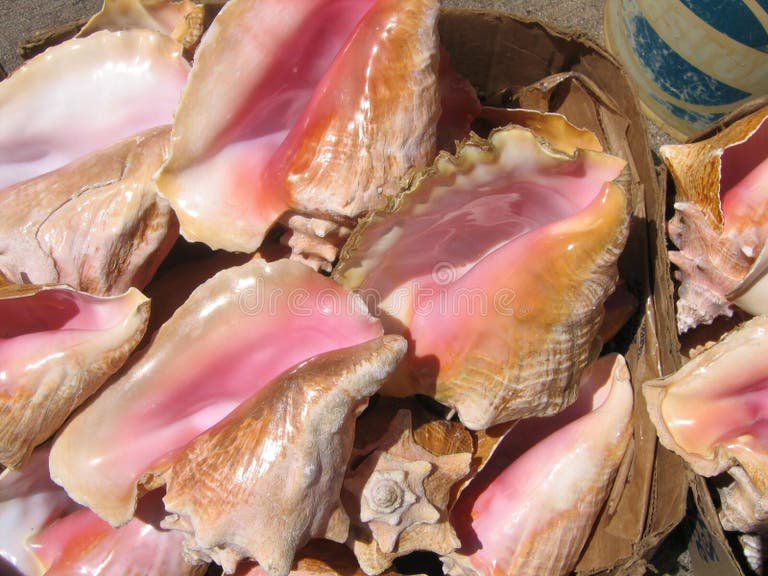 Bahamas sea shells stock photo. Image of tourist, bahamas - 808592
