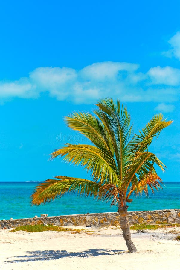 Bahamas-Strand- und Palme stockbild. Bild von sommer - 14046985