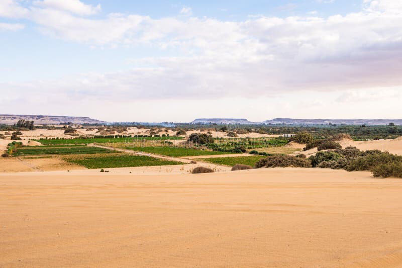 Bahariya Oasis. Egypt stock image. Image of nature, panoramic - 49836369