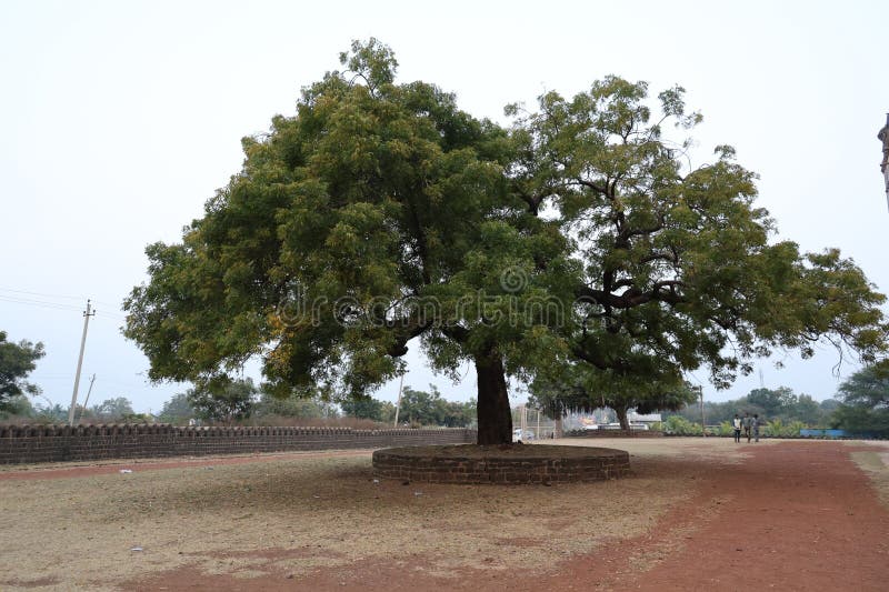 Tree at Tombs of the Bahamani Kings, Bidar, Karnataka, India Editorial ...