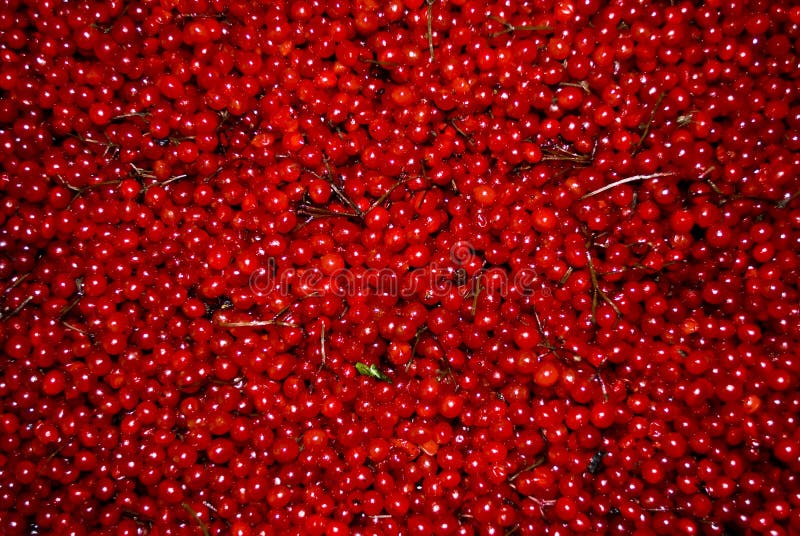Baie rouge photo stock. Image du autour, mûr, fruits - 11753608