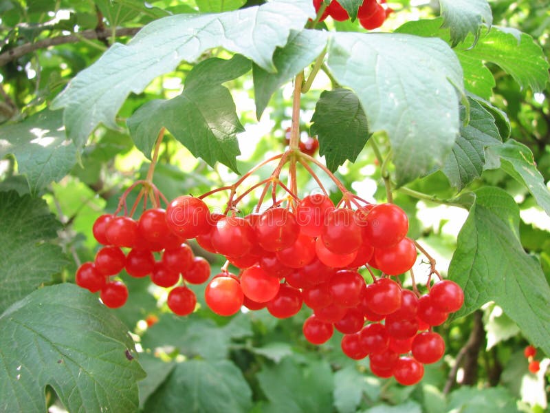 Baie rouge de viburnum photo stock. Image du fermer, drupes - 6174712