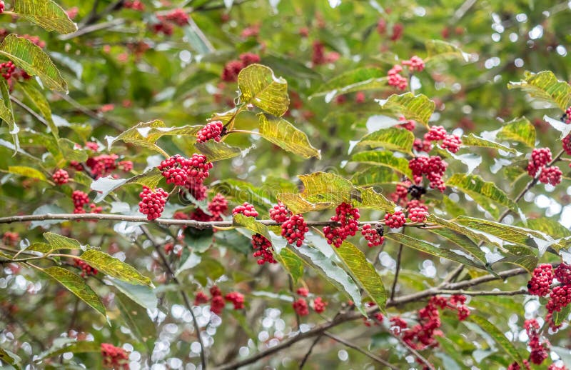 Baie rouge sur l'arbre image stock. Image du petit, fruits - 83736573