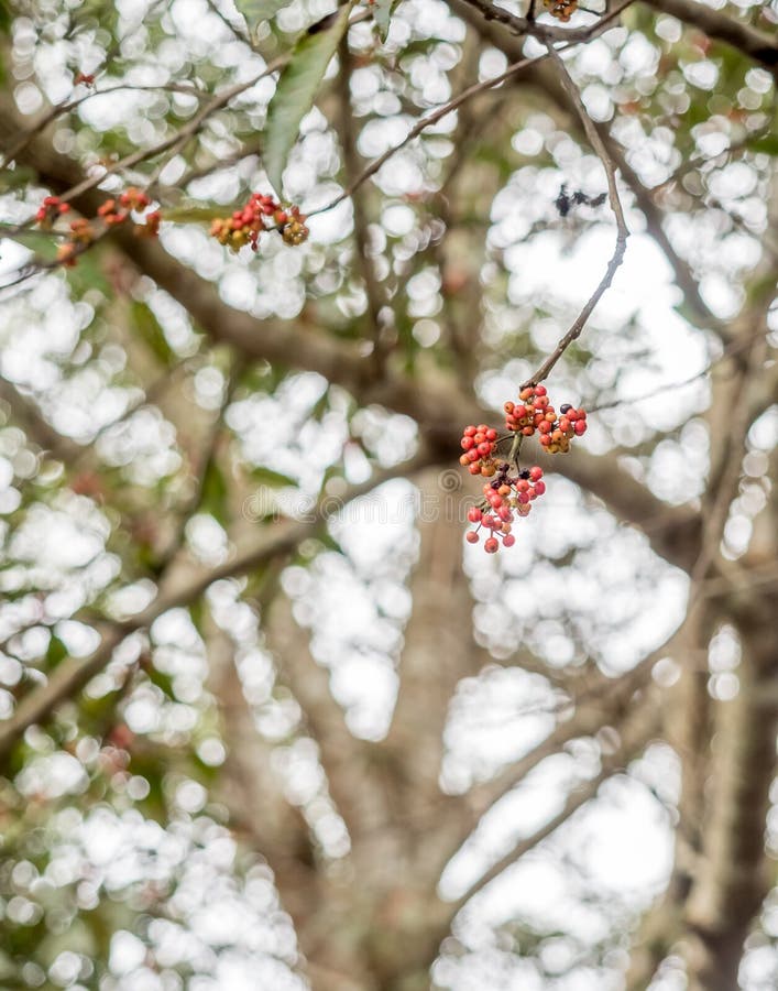 Baie rouge sur l'arbre image stock. Image du petit, fruits - 83736573