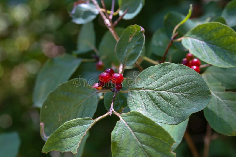 Baie Rouge Sur Les Branches Image stock - Image du couleur, lumineux ...