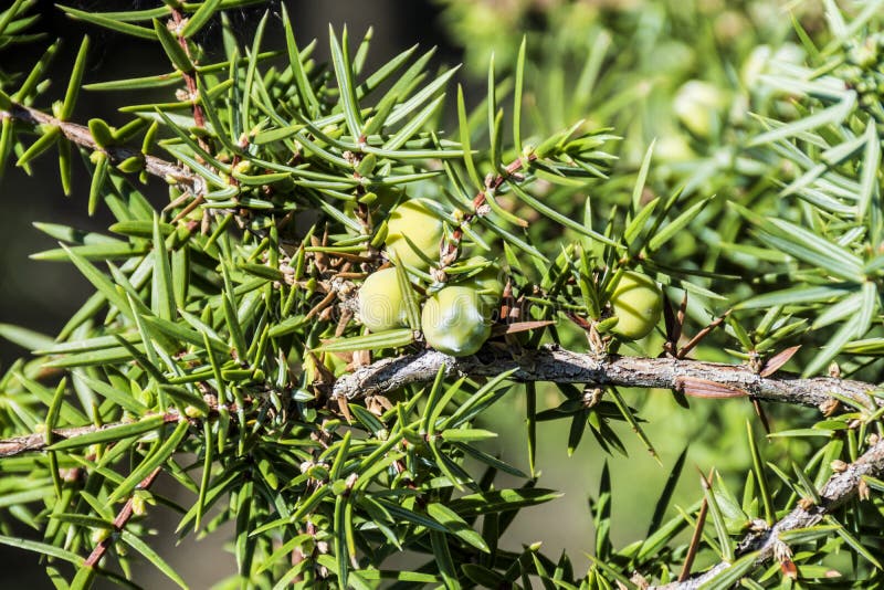 Baie Verte D'if De Fruit Sur La Branche Image stock - Image du ...