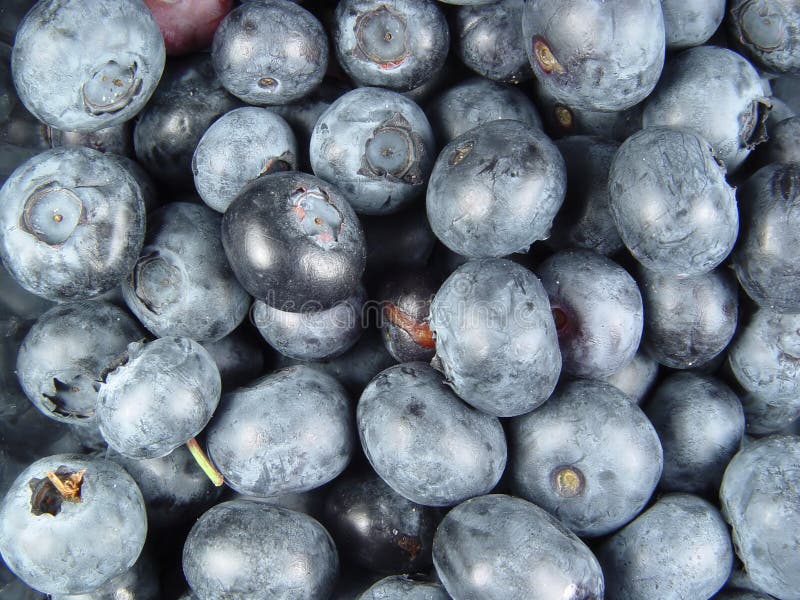 Baies bleues photo stock. Image du normal, texture, doux - 9130