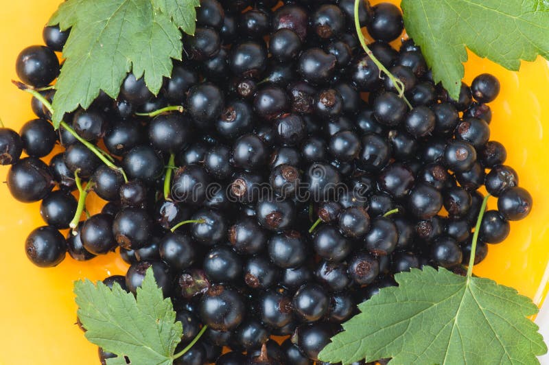 Baies d'un cassis photo stock. Image du manger, nourriture - 15634884