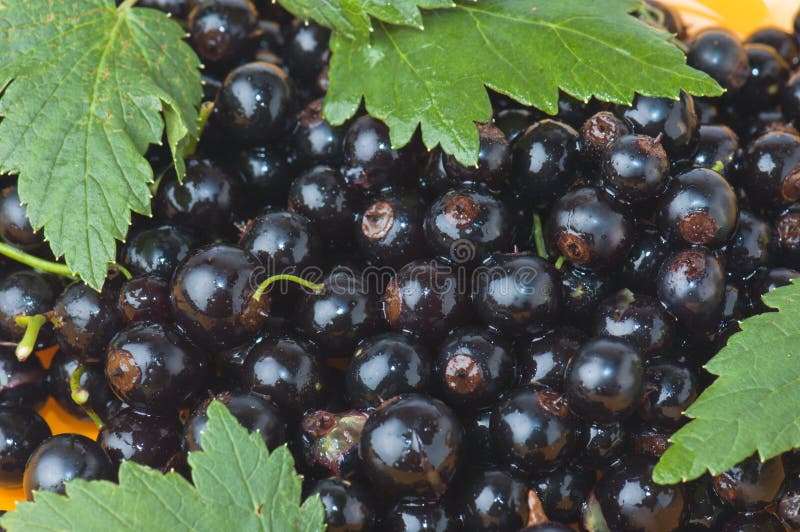 Baies d'un cassis photo stock. Image du manger, nourriture - 15634884