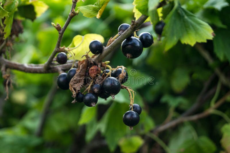 Baies de cassis photo stock. Image du nature, antioxydant - 110149916