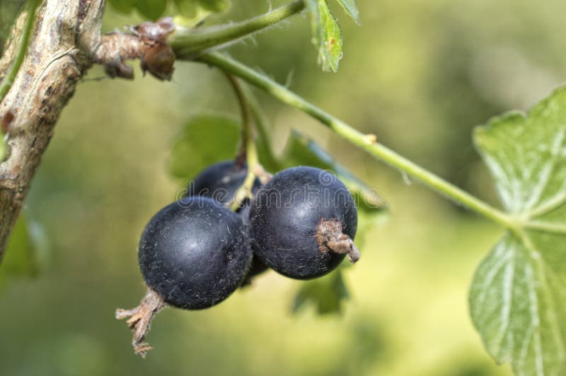 Baies De Cassis Dans Un Panier Contre Des Lattes En Bois Blanches Image ...