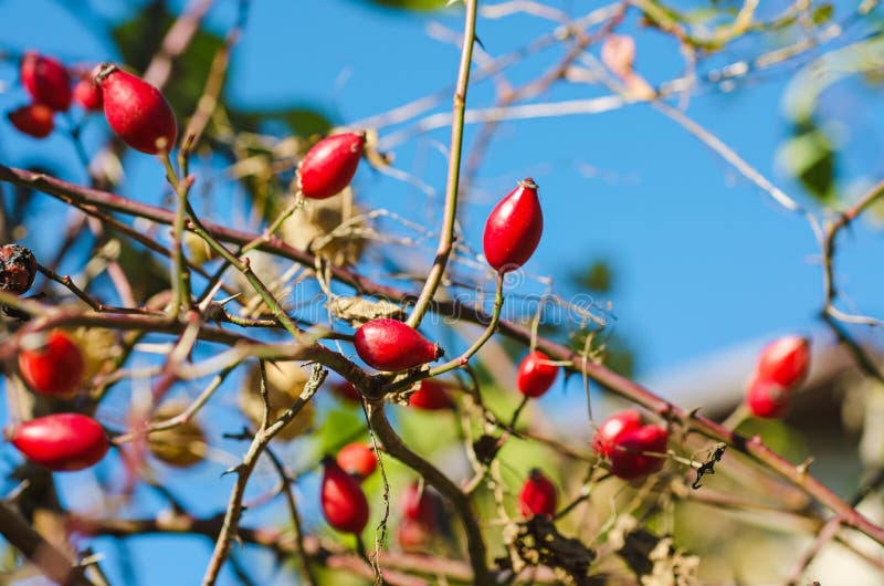 Baies de cynorrhodon photo stock. Image du nature, centrale - 35574540