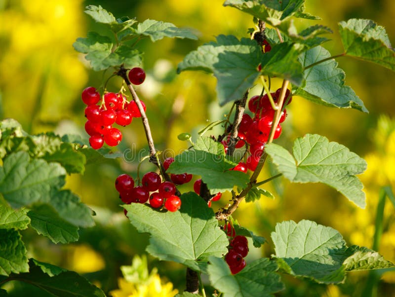 Baies Rouges Toxiques De Baneberry Dans La Forêt Photo stock - Image du ...