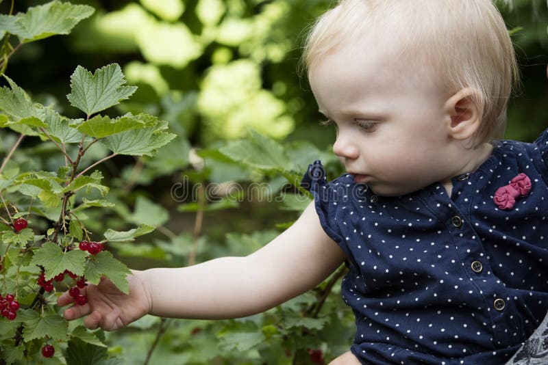 Baies De Groseille Rouge De Cueillette Image stock - Image du fille ...