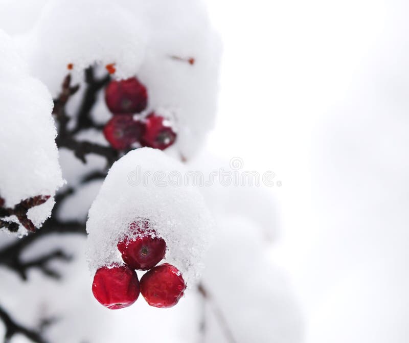 Baies Rouges D'hiver Sous La Neige Photo stock - Image du baie, nature ...