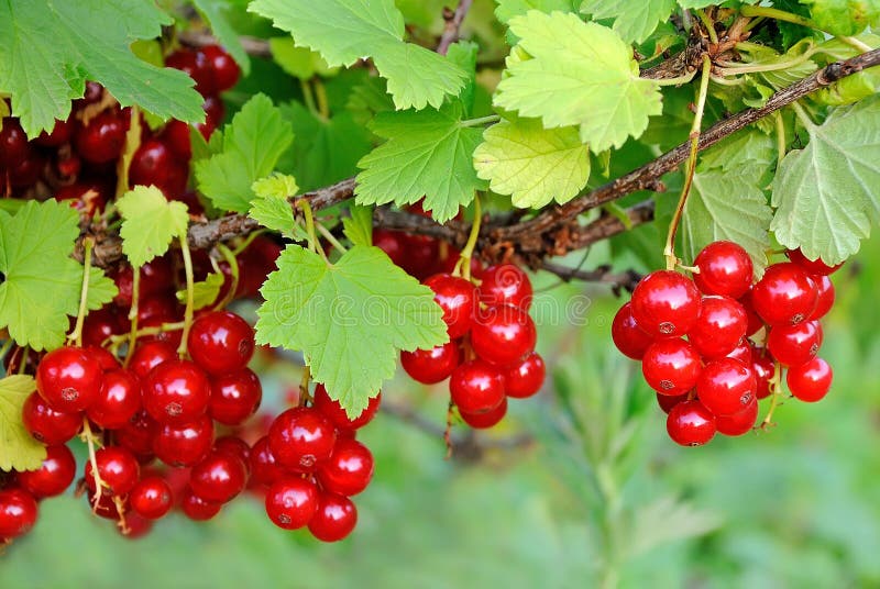 Baies Rouges Toxiques De Baneberry Dans La Forêt Photo stock - Image du ...