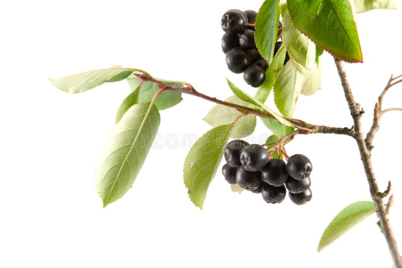 Aronia photo stock. Image du noir, arbre, baie, fruits - 32758926