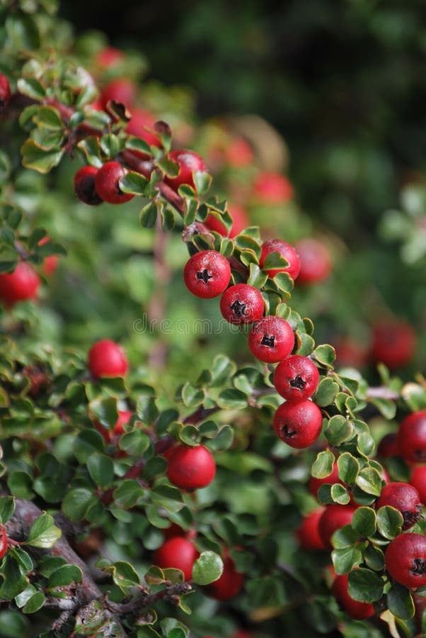 Baies Toxiques Photos Stock - Téléchargez 169 Photos libres de droits