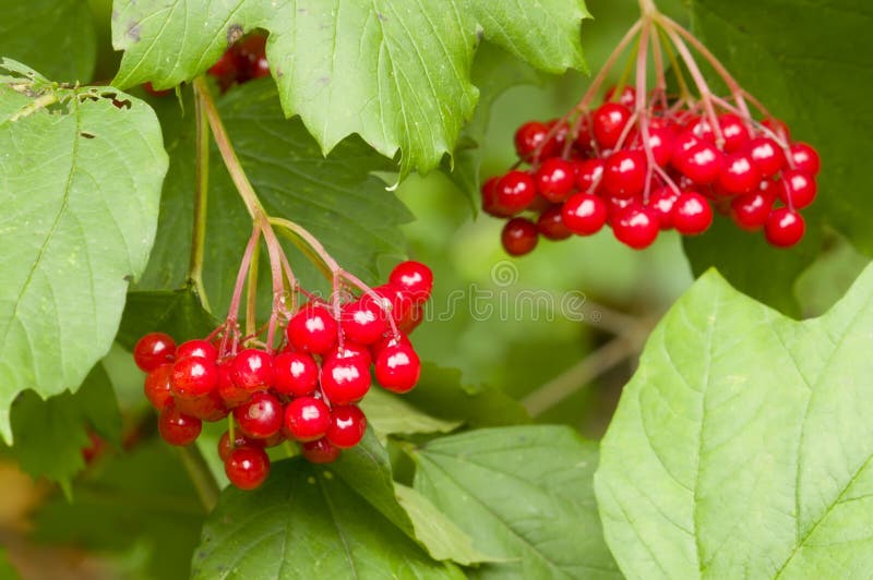 Baies rouges image stock. Image du fond, vert, fruits - 16525007
