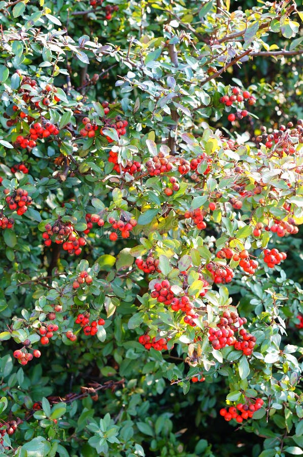 Baies Rouges Sur L Arbuste Photos Stock - Téléchargez 1,472 Photos ...