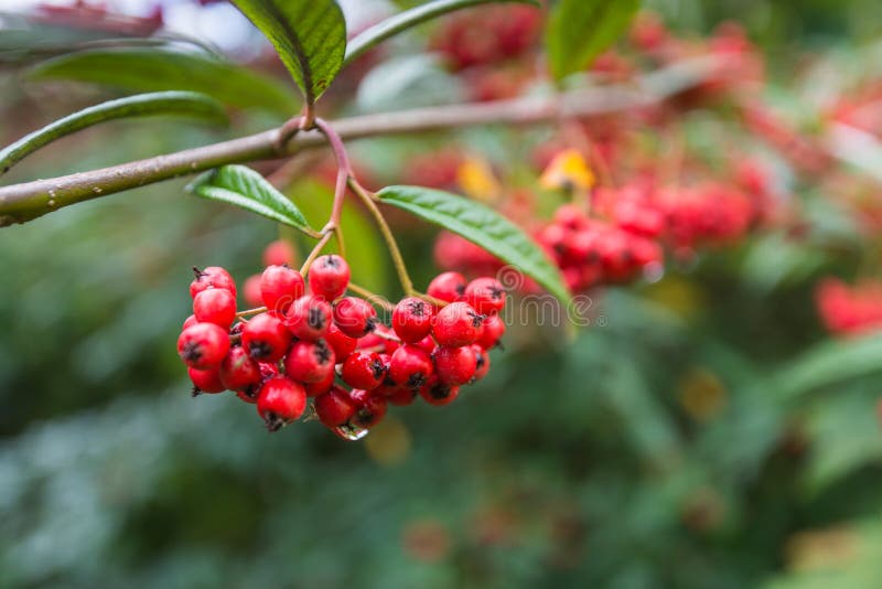 Cotoneaster Avec Les Baies Rouges Image stock - Image du baies, buisson ...