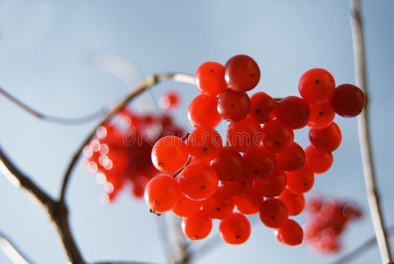 Un Branchement Des Baies Rouges De Viburnum Dans L'hiver. Image stock ...