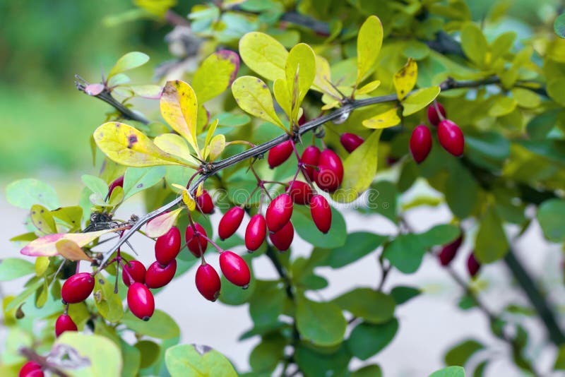 Sorbe En Automne Avec Les Baies Rouges Image stock - Image du rouge ...