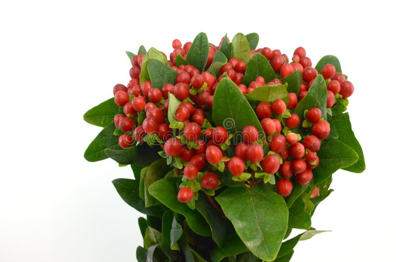 Baies Rouges De Hypericum Sur Le Fond Blanc Image stock - Image du ...