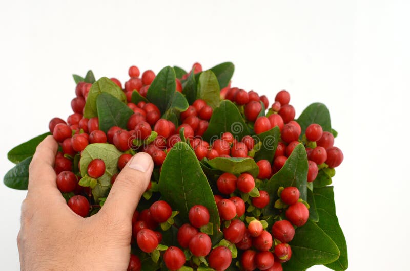 Baies Rouges De Hypericum Sur Le Fond Blanc Image stock - Image du ...