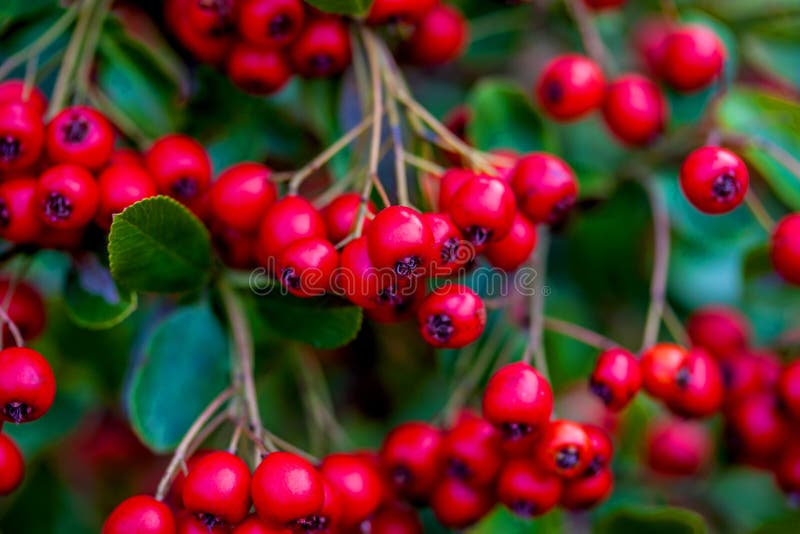 Baies Rouges De Pyracantha Avec Les Feuilles Humides Image stock ...