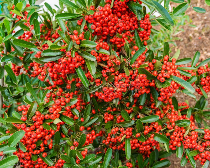 Baies Rouges De Pyracantha Sur Le Buisson Image stock - Image du ...