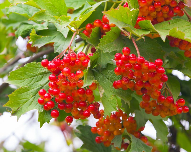 Baie rouge de viburnum photo stock. Image du lumineux - 6175396