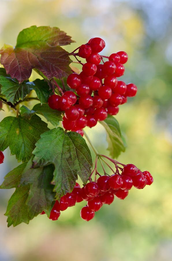 Baies Rouges De Viburnum Dans La Cuvette En Bois Image stock - Image du ...