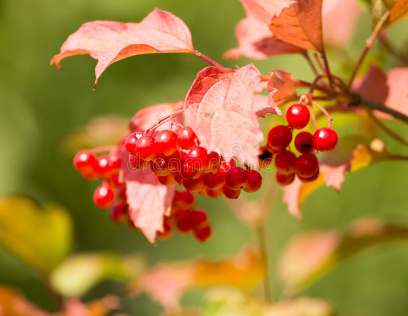 Baies Rouges De Viburnum Sur Une Branche D'arbre Image stock - Image du ...