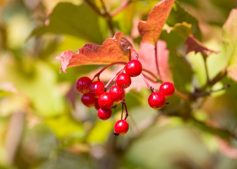 Baies Rouges De Viburnum Sur Une Branche D'arbre Image stock - Image du ...