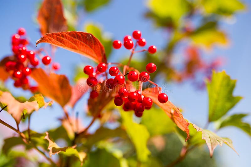 Baies Rouges De Viburnum Sur Une Branche D'arbre Image stock - Image du ...