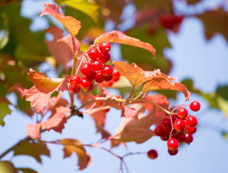 Baies Rouges De Viburnum Sur Une Branche D'arbre Photo stock - Image du ...