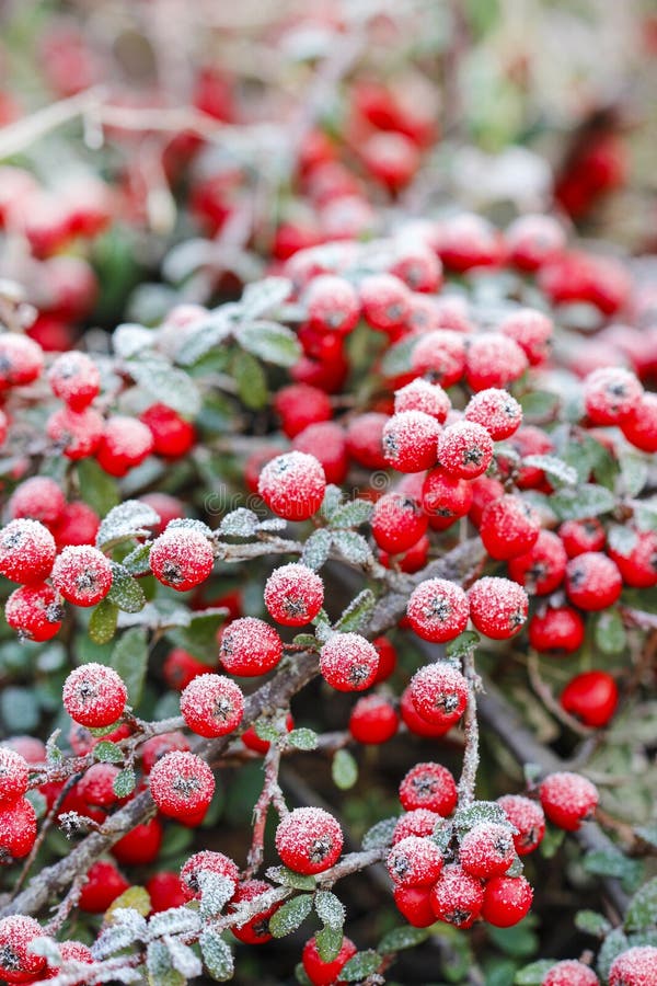 Baies Rouges (horizontalis De Cotoneaster) Sous Le Gel Photo stock ...