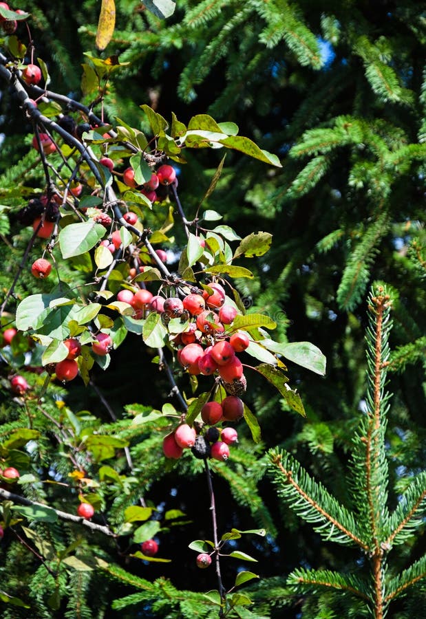 Baies Rouges Sur Un Arbre Photos Stock - Téléchargez 3,027 Photos ...