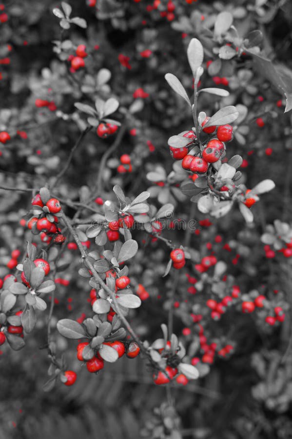 Baies Rouges Sur L'arbre Dans Le Blanc 2 De Black& Photo stock - Image ...