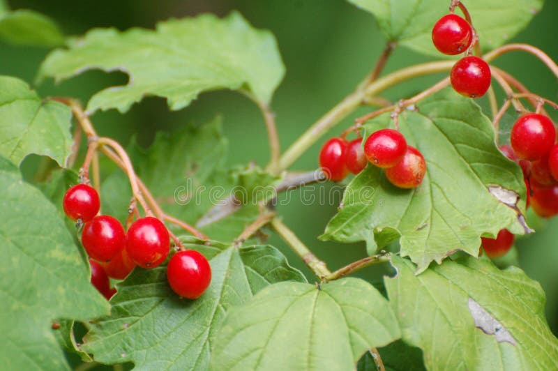 Baies Rouges Sur Le Buisson Feuillu Image stock - Image du rouge ...