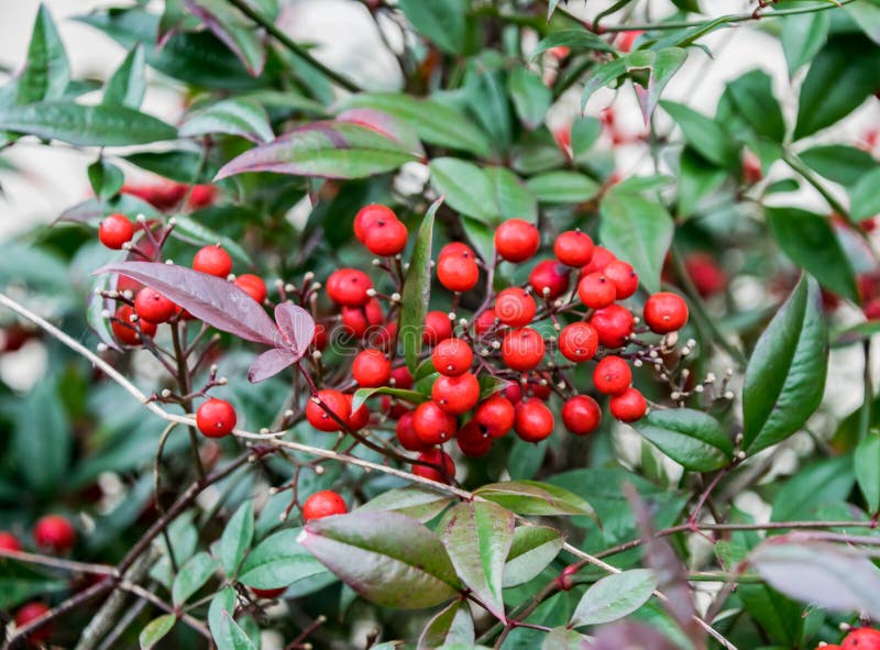 Baies Rouges Sur Le Buisson Feuillu Vert Photo stock - Image du ...