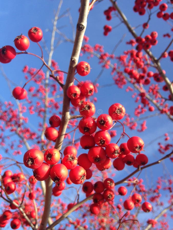 Baies Rouges Sur Un Arbre De Crataegus En Hiver Image stock - Image du ...