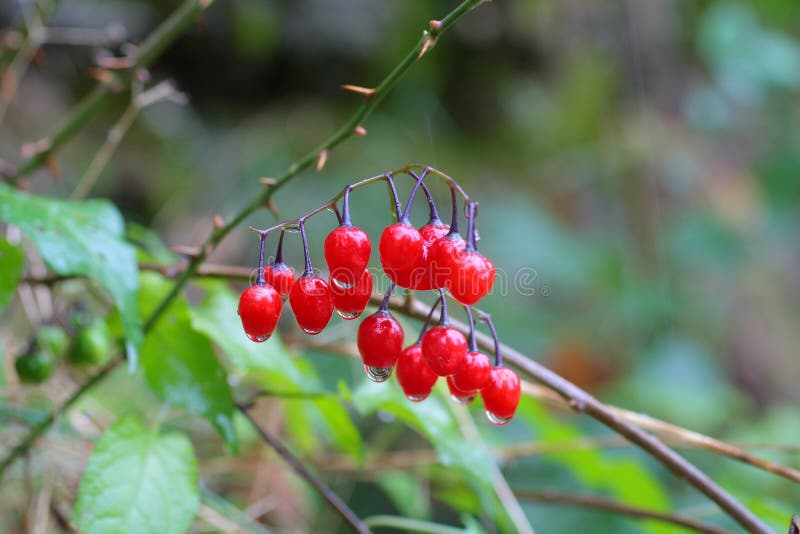 Baies Rouges Toxiques De Morelle Boisée Image stock - Image du ...